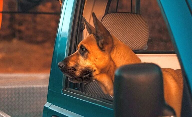 11 Best Cars & SUVs for Dogs [2026 Reviews]: Riding with Rover!