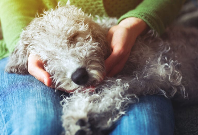 Evaluating Your Dog's Quality of Life? Use This Scale.