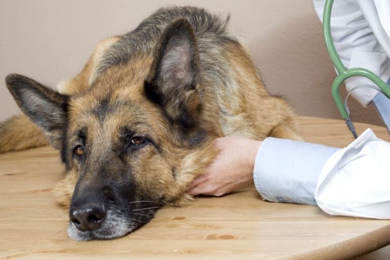 Evaluating Your Dog's Quality of Life? Use This Scale.