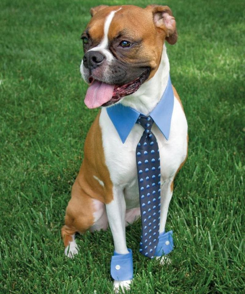 25 Epic DIY Dog Halloween Costumes : Homemade Canine Costume Ideas!