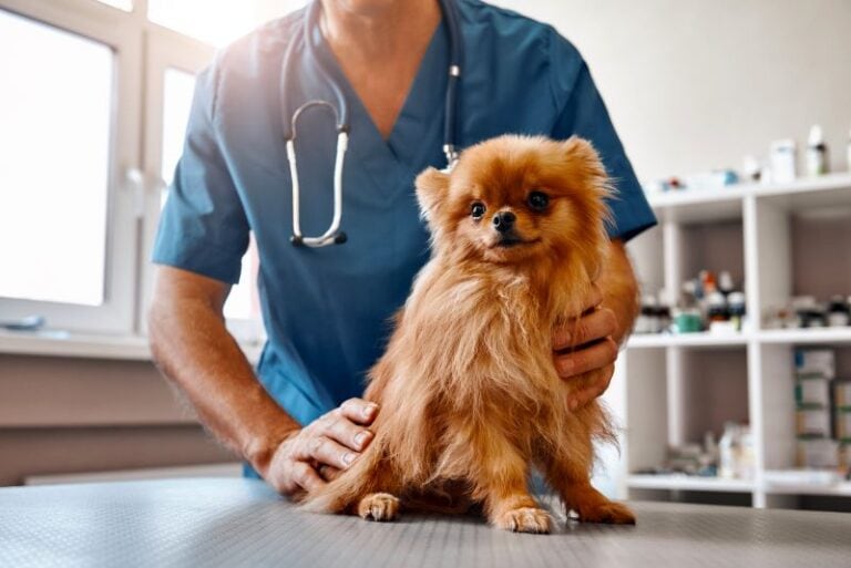15+ Brachycephalic Dog Breeds (Plus Grey Zone Breeds)