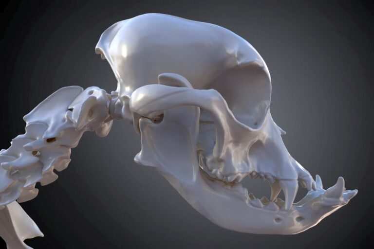 15+ Brachycephalic Dog Breeds (Plus Grey Zone Breeds)