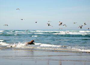 What Is Predatory Aggression and How Do You Manage Dogs With High Prey ...