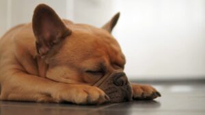 15+ Brachycephalic Dog Breeds (Plus Grey Zone Breeds)
