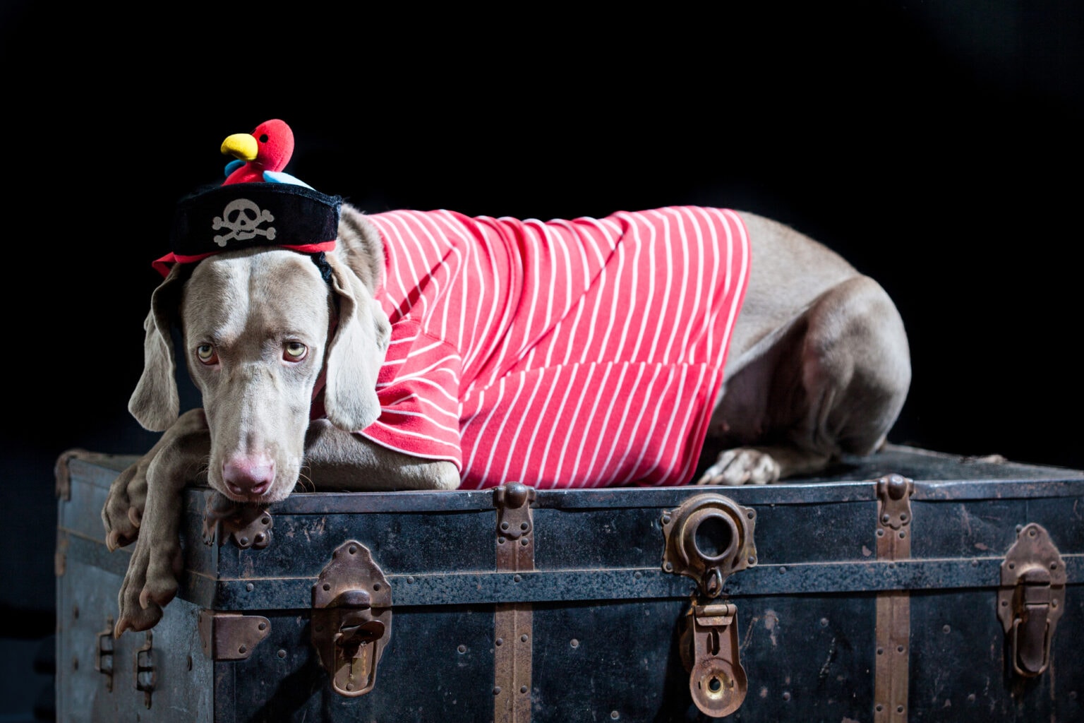300 Pirate Dog Names for Your Pooch! Yaaaar, Mutt Matey!