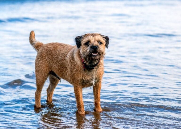 27 Small Terrier Breeds: Photos, Info, & More!