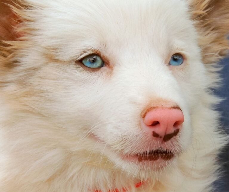 21 Merle Dog Breeds: Gorgeous Dogs with Dappled Coats!