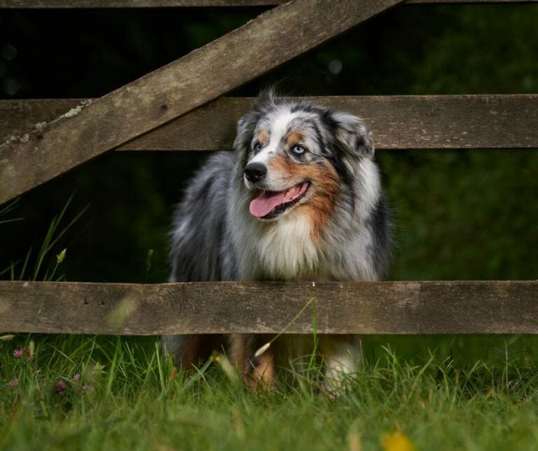 21 Merle Dog Breeds: Gorgeous Dogs with Dappled Coats!