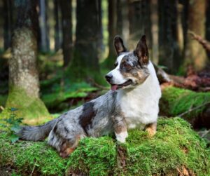 21 Merle Dog Breeds: Gorgeous Dogs with Dappled Coats!