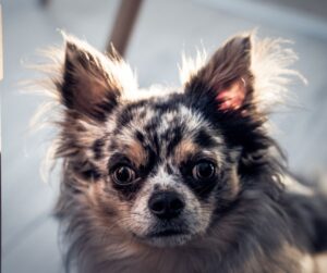 21 Merle Dog Breeds: Gorgeous Dogs with Dappled Coats!