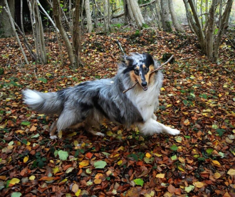 21 Merle Dog Breeds: Gorgeous Dogs with Dappled Coats!