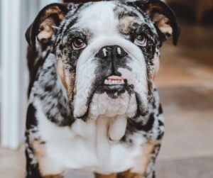 21 Merle Dog Breeds: Gorgeous Dogs with Dappled Coats!