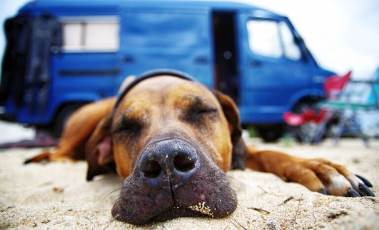 11 Best Dog Breeds for Van Life (& The Worst)