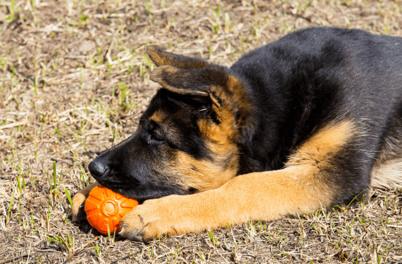 11 Best Toys for German Shepherds [2026 Reviews]