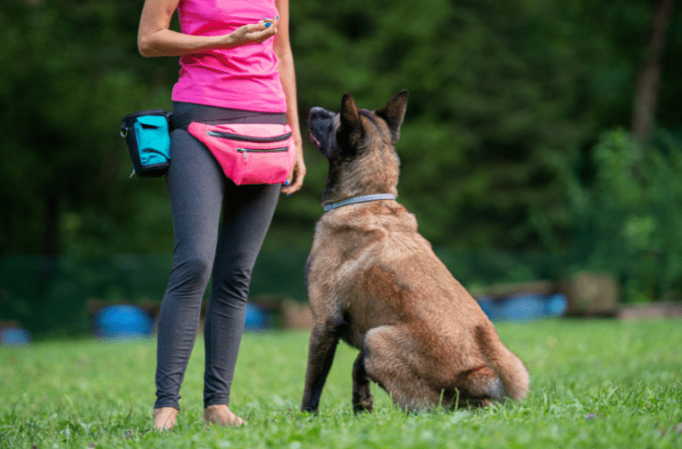 9 Tips for How to Train a Stubborn Dog!