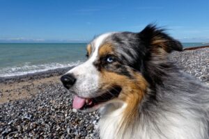 11 Best Dog Foods for Australian Shepherds [2025 Reviews]
