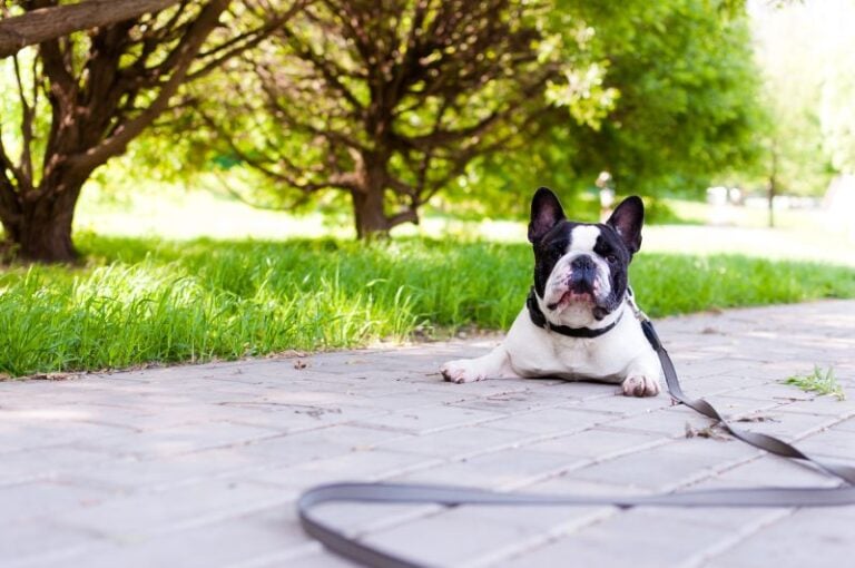 Dog Running 101: How to Train Your Dog to Run with You!