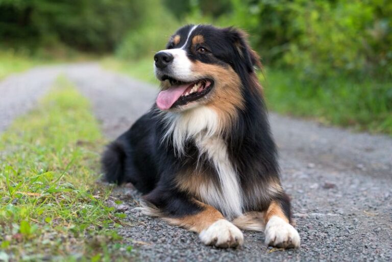 11 Best Dog Foods for Australian Shepherds [2025 Reviews]