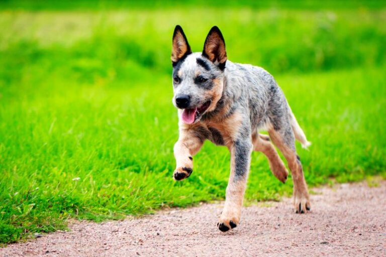Dog Running 101: How to Train Your Dog to Run with You!