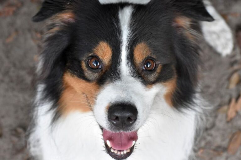 11 Best Dog Foods for Australian Shepherds [2025 Reviews]