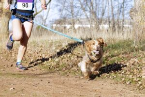 Dog Running 101: How to Train Your Dog to Run with You!