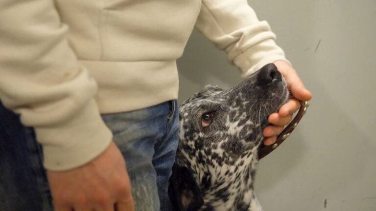 Dog Daddy Review: A Certified Dog Trainer’s Opinion