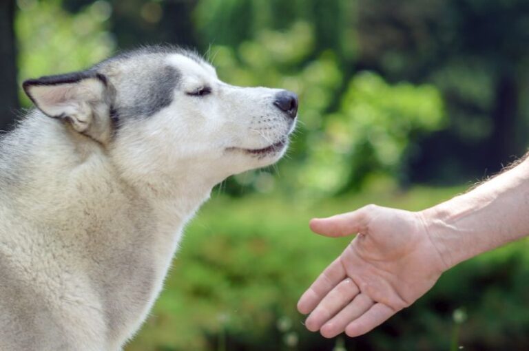 9 Tips for How to Train a Stubborn Dog!