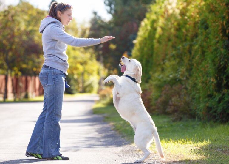 9 Tips for How to Train a Stubborn Dog!