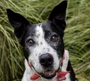 27 Small Terrier Breeds: Photos, Info, & More!