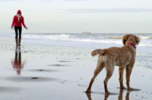 15 Tips for Catching a Runaway Dog: Recapturing Your Canine!