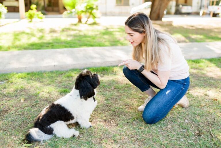 15 Tips for Catching a Runaway Dog: Recapturing Your Canine!