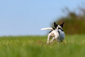 15 Tips for Catching a Runaway Dog: Recapturing Your Canine!