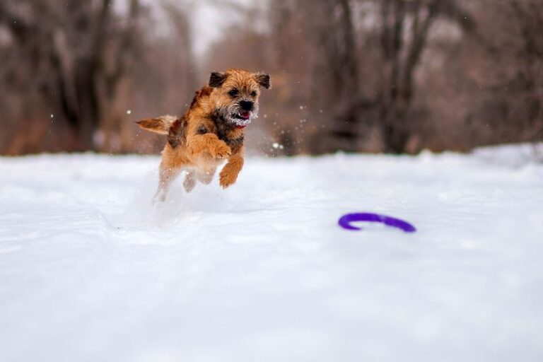 27 Small Terrier Breeds: Photos, Info, & More!