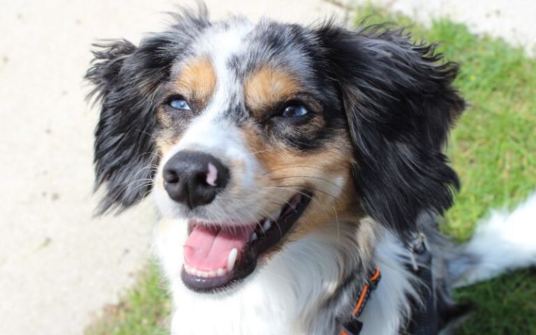 27 Cavalier King Charles Spaniel Mixes: Cuddly Dog Combos!