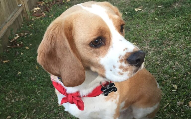 27 Cavalier King Charles Spaniel Mixes: Cuddly Dog Combos!