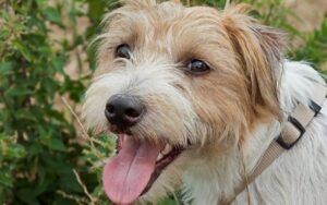 21 Scruffy Dog Breeds: Furry Four-Footers FTW!
