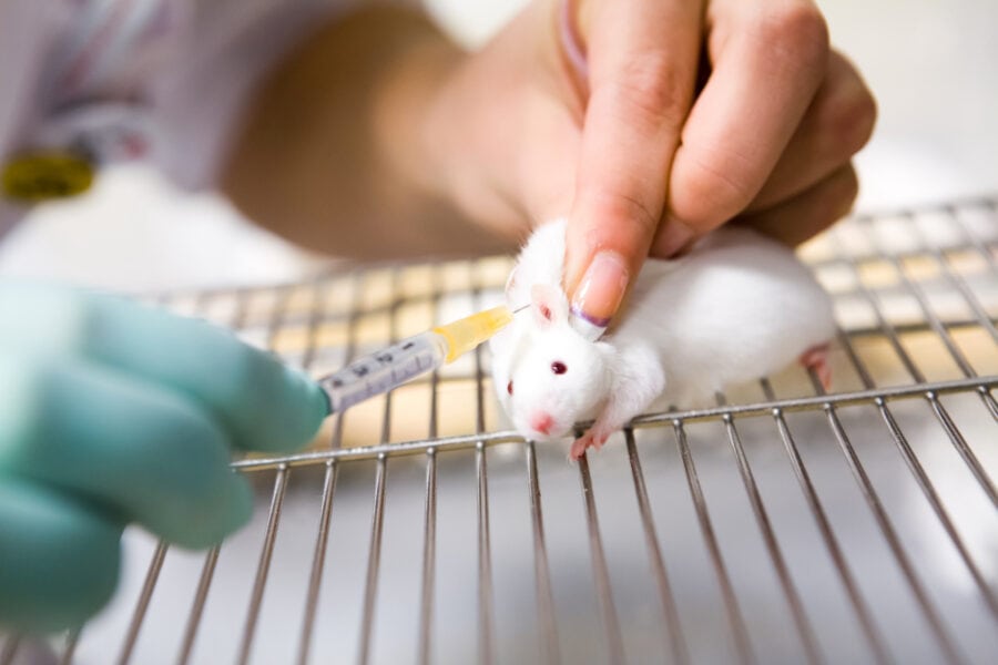 52 Disturbing Animal Testing Statistics - On Dogs, Cats, Etc.