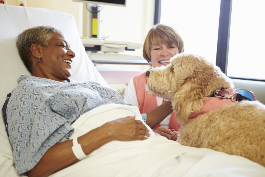 33 Facts About Therapy Dogs & BENEFITS of Animal Therapy!