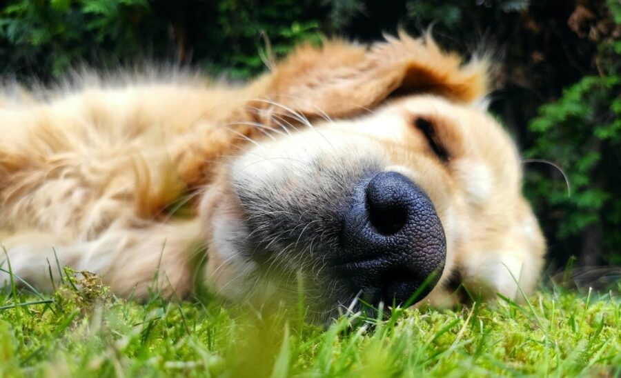 11 Dog-Friendly Shrubs: Best Plants to Plant Around Your Pooch