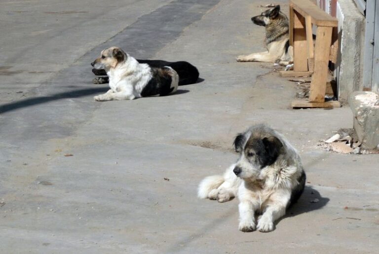 How to Get a Feral Dog to Trust You: Tips & Advice