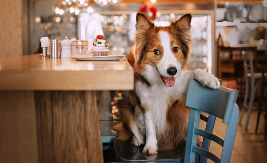15 Dog Friendly Restaurant Chains: Dining Out with Your Dog!
