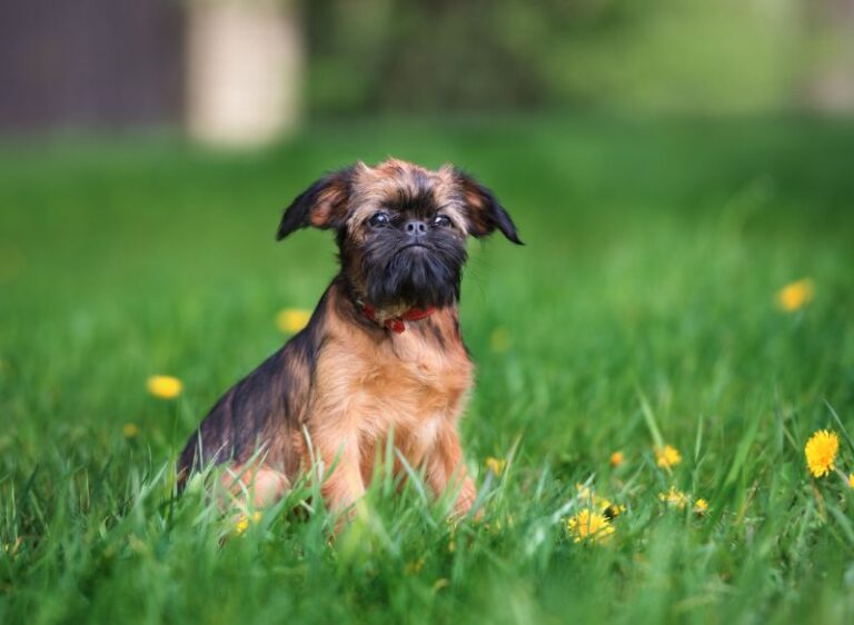 13 Brussels Griffon Mixes: Wonderful Little Waggers!
