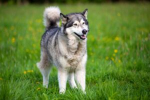 28 Alaskan Malamute Mixes: Wonderful Woofers!