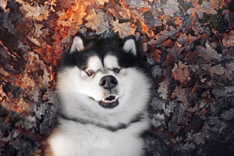 28 Alaskan Malamute Mixes: Wonderful Woofers!