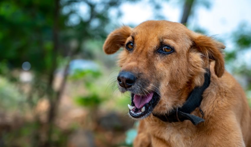 350+ Indian Dog Names: Magnificent Mutt Monikers to Explore