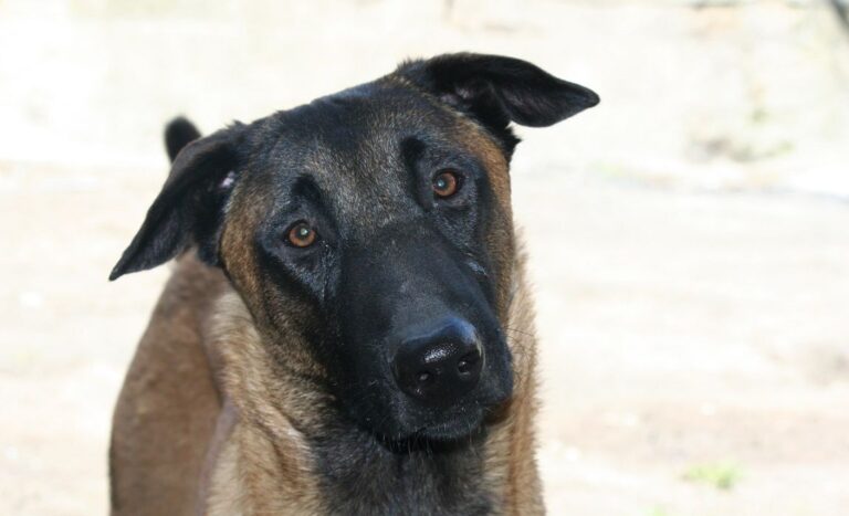 13 Beautiful Belgian Malinois Mixes: Capable Canines!