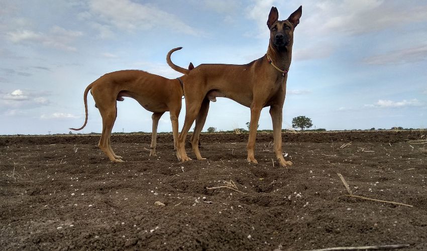 350+ Indian Dog Names: Magnificent Mutt Monikers to Explore
