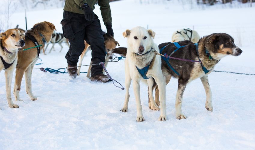 250+ Native American Dog Names: Tribe by Tribe Breakdown