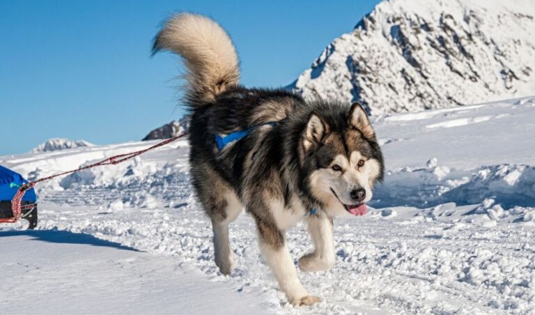 300+ Alaskan Dog Names: Great Names For Northern Doggos