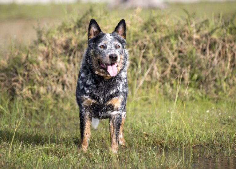 23 Australian Cattle Dog Mixes: Blue Heeler Barkers! [Pics]